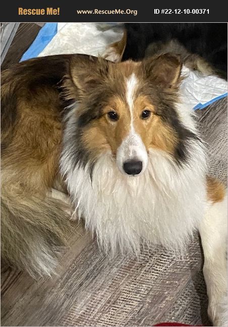 ADOPT 22121000371 ~ Shetland Sheepdog Rescue ~ Peebles, OH