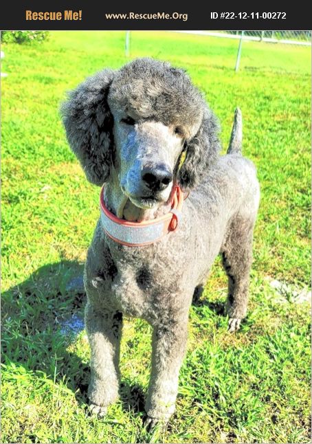 ADOPT 22121100272 ~ Poodle Rescue ~ OSTEEN, FL