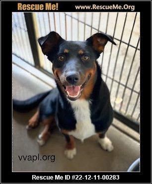 - California Border Collie Rescue - ADOPTIONS - Rescue Me!