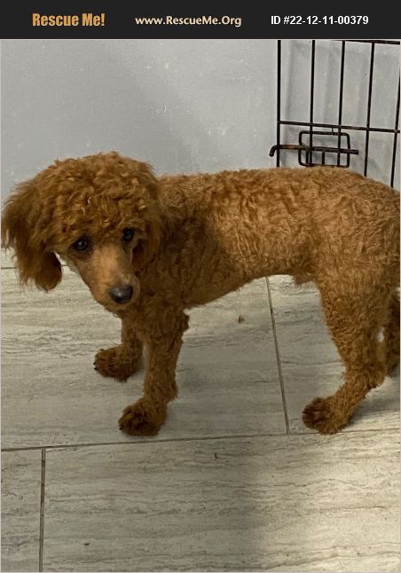 ADOPT 22121100379 ~ Poodle Rescue ~ Peebles, OH
