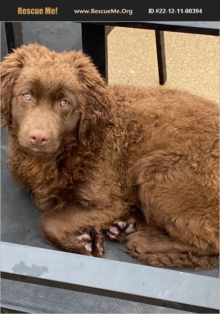 ADOPT 22121100394 ~ Portuguese Water Dog Rescue ~ Peebles, OH