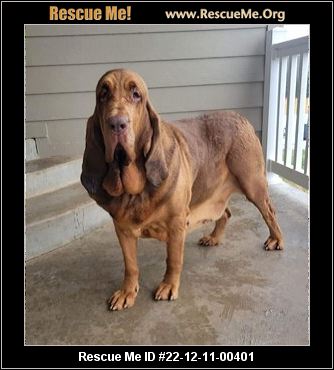 - Missouri Bloodhound Rescue - ADOPTIONS - Rescue Me!