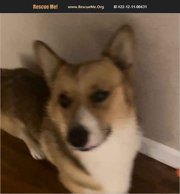 ADOPT 22121100431 ~ Corgi Rescue ~ Florence, TX