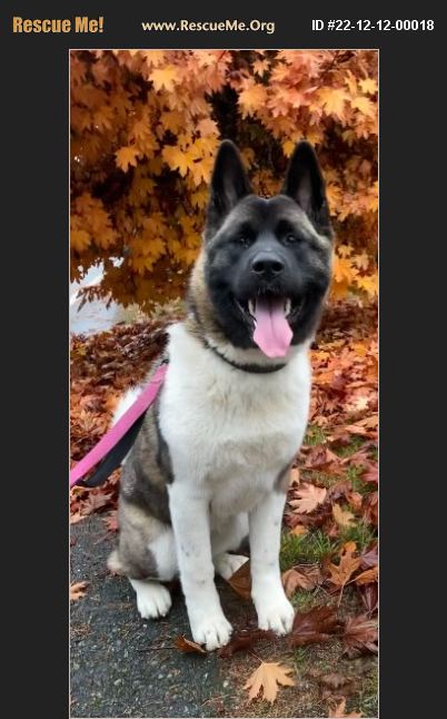 ADOPT 22121200018 ~ Akita Rescue ~ Silverdale, WA
