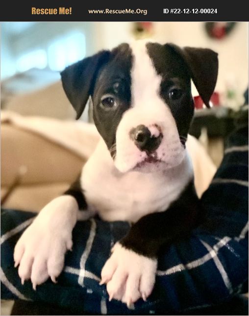 ADOPT 22121200024 ~ Pit Bull Rescue ~ Montclair, CA