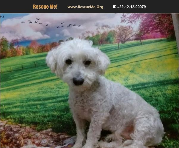 ADOPT 22121200079 ~ Poodle Rescue ~ Moreno Valley, CA