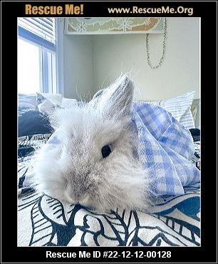 - Missouri Rabbit Rescue - ADOPTIONS - Rescue Me!