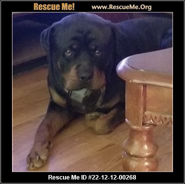 - West Virginia Dog Rescue - ADOPTIONS - Rescue Me!