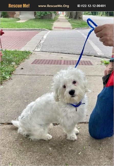 ADOPT 22121200401 ~ Bichon Frise Rescue ~ Oak Park, IL