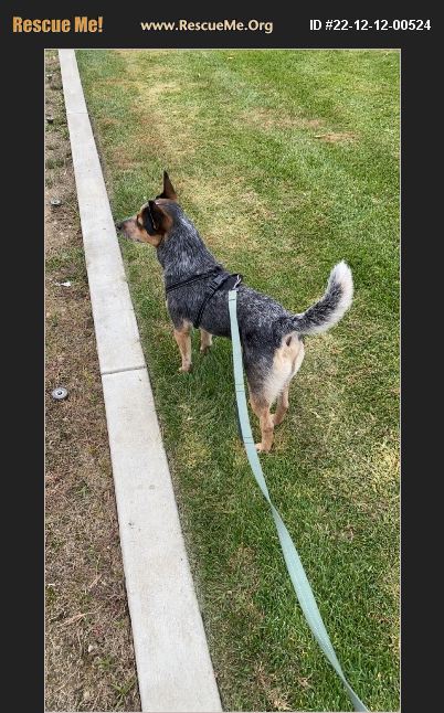 ADOPT 22121200524 ~ Australian Cattle Dog Rescue ~ Woodland, CA