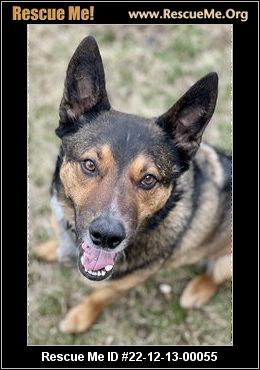 - New York Australian Shepherd Rescue - ADOPTIONS - Rescue Me!