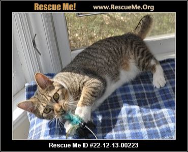 - North Carolina Manx Rescue - ADOPTIONS - Rescue Me!