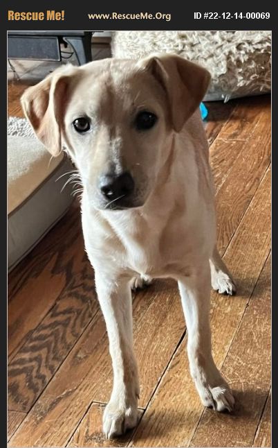 ADOPT 22121400069 ~ Jack Russell Rescue ~ Hot Springs Va, VA