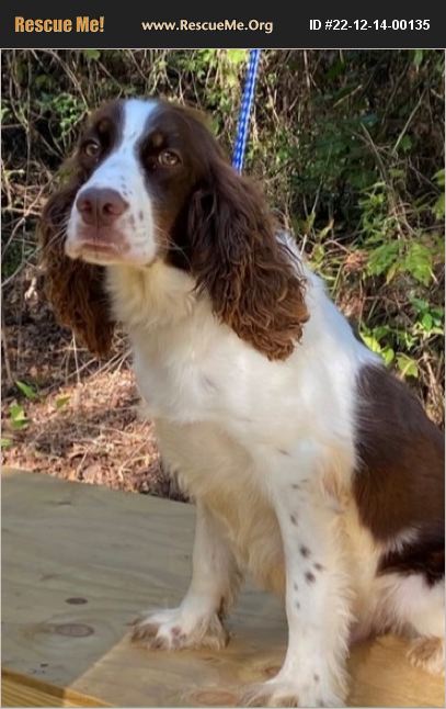 ADOPT 22121400135 ~ English Springer Spaniel Rescue ~ Dry Prong, LA