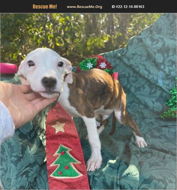 ADOPT 22121400163 ~ Mountain Cur Rescue ~ Sebring, FL