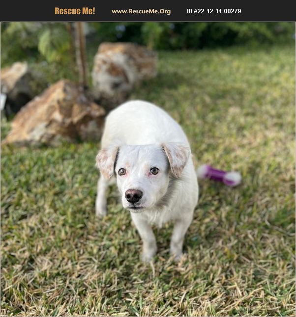 ADOPT 22121400279 ~ English Springer Spaniel Rescue ~ Carlsbad, CA