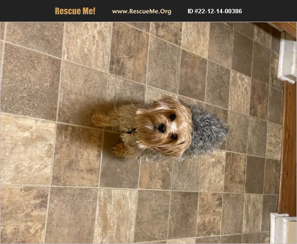 ADOPT 22121400386 ~ Yorkie Rescue ~ Snellville, GA