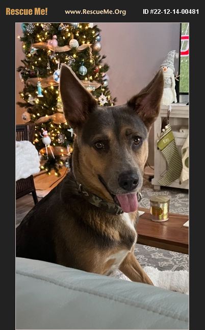 ADOPT 22121400481 ~ German Shepherd Rescue ~ PORT ORANGE, FL