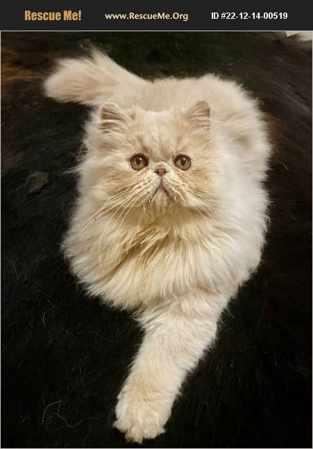 ADOPT 22121400519 ~ Persian Rescue ~ Anaheim, CA