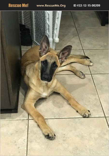 ADOPT 22121500209 ~ Belgian Malinois Rescue ~ Montclair, CA