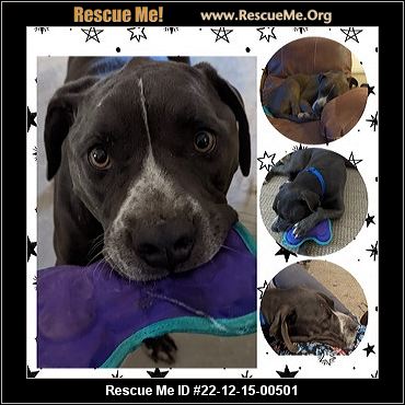- California Mastiff Rescue - ADOPTIONS - Rescue Me!