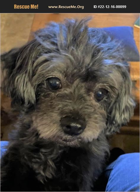 ADOPT 22121600099 ~ Lhasa Apso Rescue ~ PHOENIX, AZ