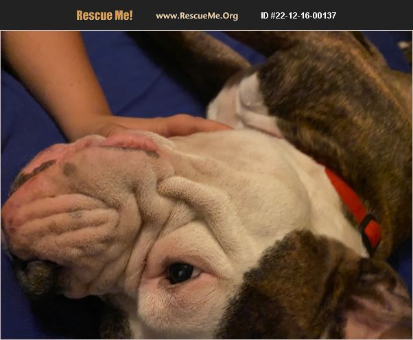 ADOPT 22121600137 ~ Bulldog Rescue ~ Mesa, AZ