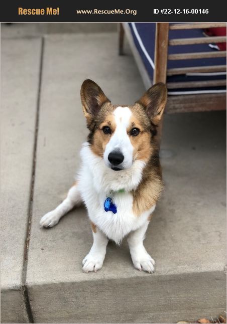 ADOPT 22121600146 ~ Corgi Rescue ~ Denver, CO