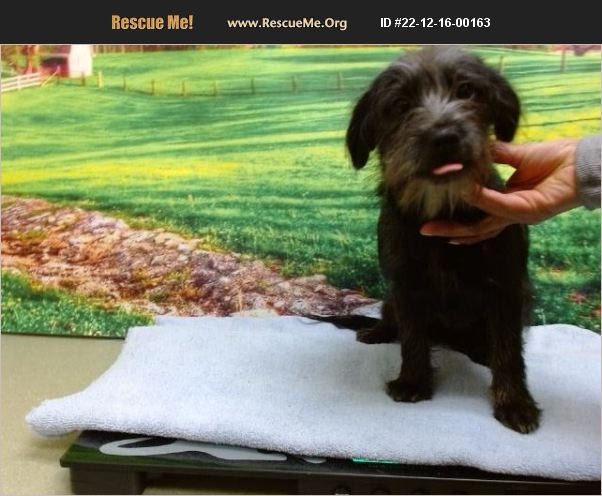 ADOPT 22121600163 ~ Brussels Griffon Rescue ~ Moreno Valley, CA