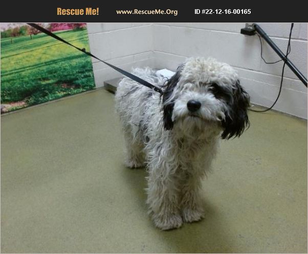 ADOPT 22121600165 ~ Poodle Rescue ~ Moreno Valley, CA