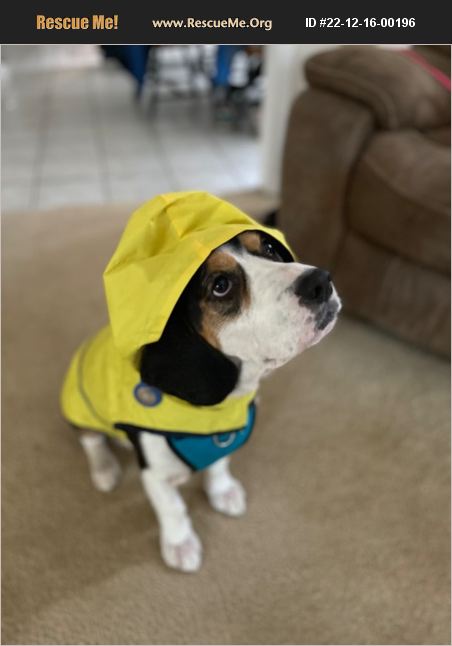 ADOPT 22121600196 ~ Beagle Rescue ~ Charlotte, NC