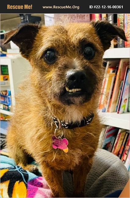 ADOPT 22121600361 ~ Norfolk Terrier Rescue ~ Tustin, CA