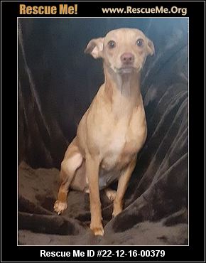 - West Virginia Dog Rescue - ADOPTIONS - Rescue Me!