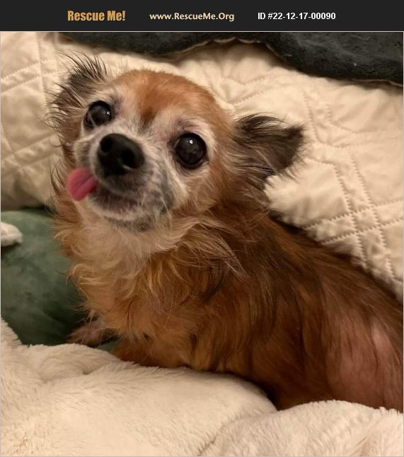 ADOPT 22121700090 ~ Pomeranian Rescue ~ Marana, AZ