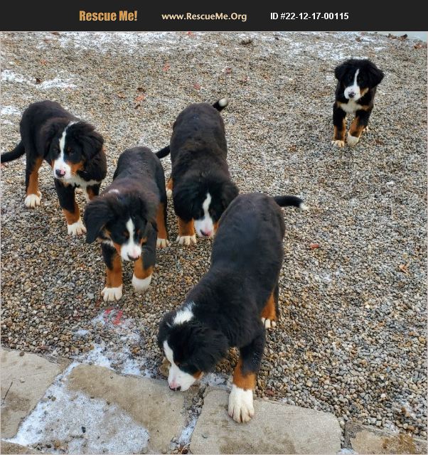 ADOPT 22121700115 ~ Bernese Mountain Dog Rescue ~ Denver, IN