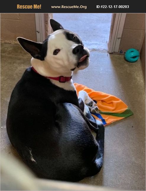 ADOPT 22121700203 ~ Pit Bull Rescue ~ Charlotte, NC