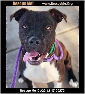 - Arizona Staffordshire Bull Terrier Rescue - ADOPTIONS - Rescue Me!