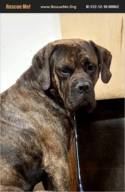 ADOPT 22121800062 ~ Mastiff Rescue ~ Martinsville, IN