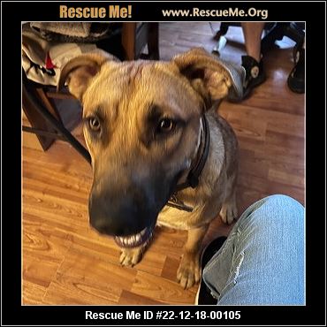 - New Mexico Dog Rescue - ADOPTIONS - Rescue Me!