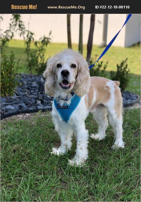 ADOPT 22121800116 ~ Cocker Spaniel Rescue ~ Cape Coral, FL