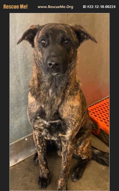 ADOPT 22121800224 ~ Dutch Shepherd Rescue ~ Seattle, WA