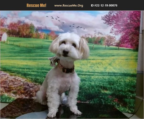 ADOPT 22121900076 ~ Poodle Rescue ~ Moreno Valley, CA