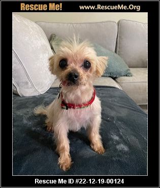 - Texas Yorkie Rescue - ADOPTIONS - Rescue Me!
