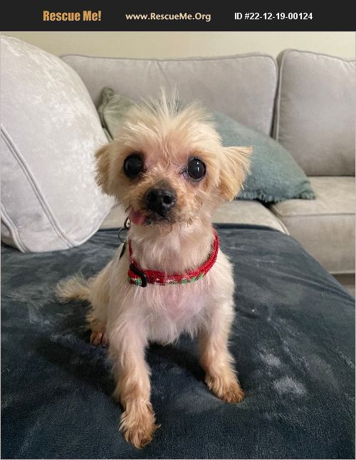 ADOPT 22121900124 ~ Yorkie Rescue ~ Galveston, TX