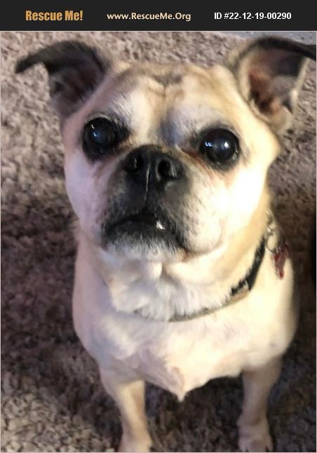 ADOPT 22121900290 ~ Pug Rescue ~ Wilmington, DE