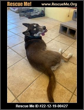 - New Mexico Dog Rescue - ADOPTIONS - Rescue Me!