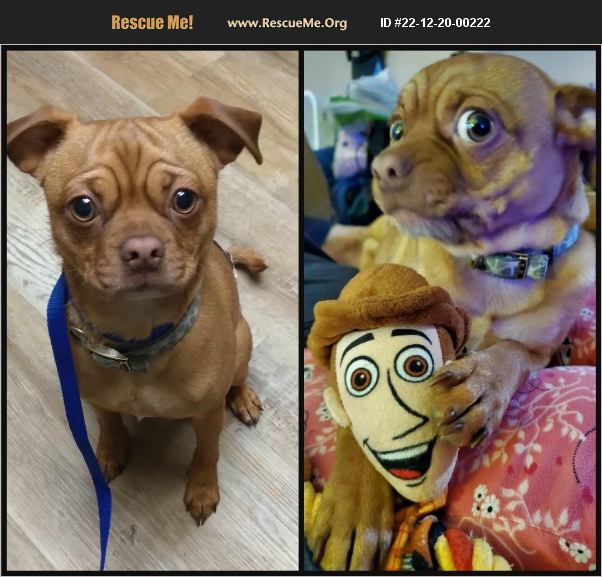 ADOPT 22122000222 ~ Pug Rescue ~ Grants Pass, OR