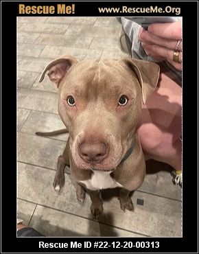 - Texas Pit Bull Rescue - ADOPTIONS - Rescue Me!