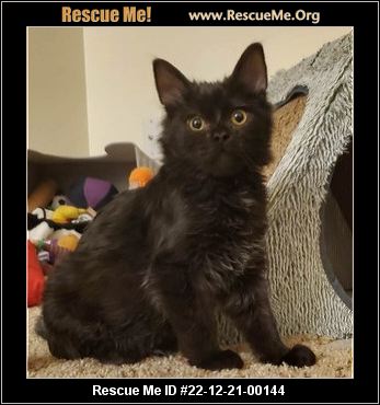 - Missouri Cat Rescue - ADOPTIONS - Rescue Me!