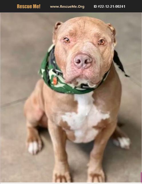 ADOPT 22122100241 ~ Pit Bull Rescue ~ Mead, CO